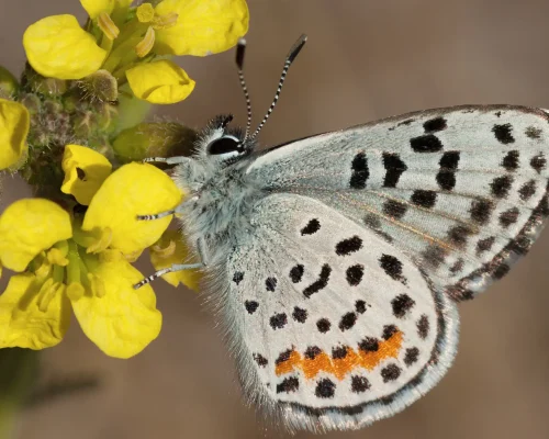 A Beginner’s Guide to Native Buckwheats (Eriogonum)