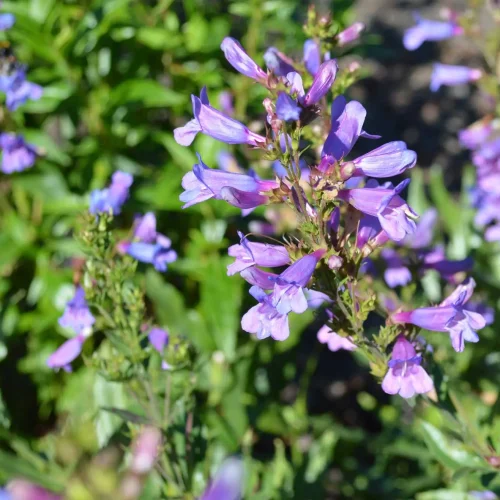 A Guide to Native Penstemons - The Plant Native