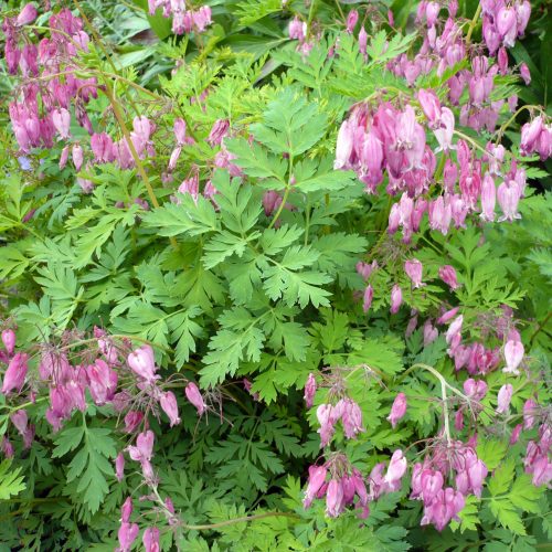 Bleeding Hearts: Native Shade Plants That Bloom, Then Bow Out