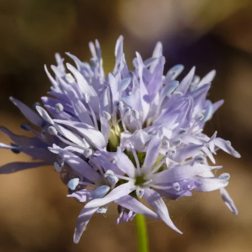 Globe Gilia: A Tough Native Flower for Sunny Yards