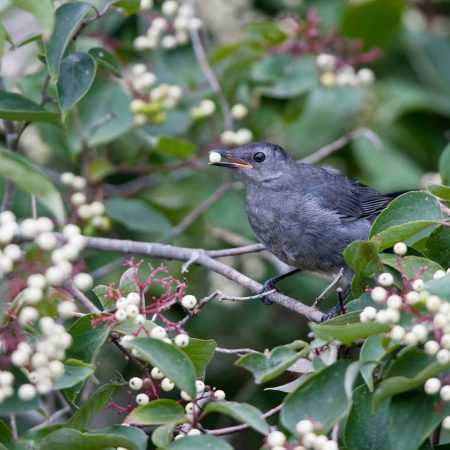 The Best Native Plants for Birds