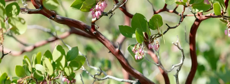 Beginner’s Guide to Native Manzanitas | Drought-Tough Shrubs