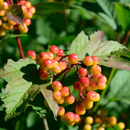 Native Viburnums: Beginner’s Guide to Shrubs & Trees