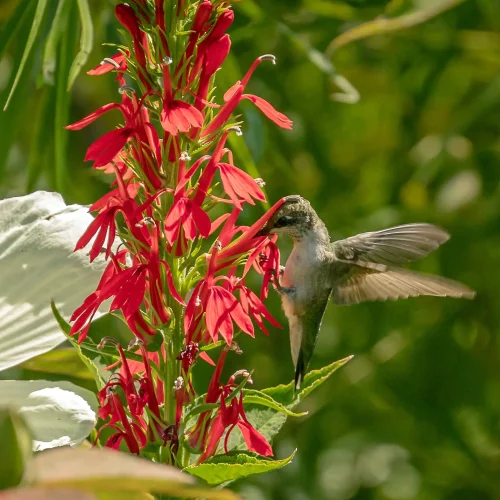 Best Native Plants for Rain Gardens