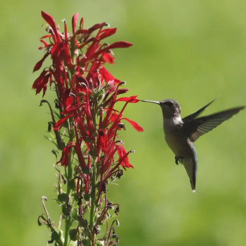 Deer-Resistant Native Plants
