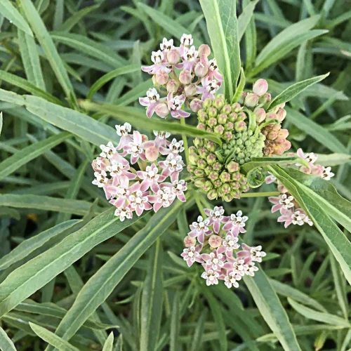 Native Milkweed: A Beginner's Guide - The Plant Native