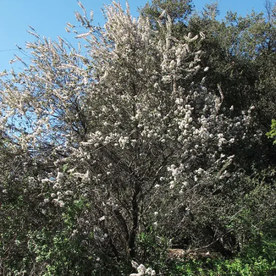 California Lilac (Ceanothus): A Guide to 60+ Native Species