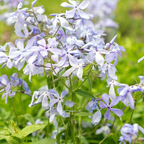 Native Phloxes - A Beginner's Guide