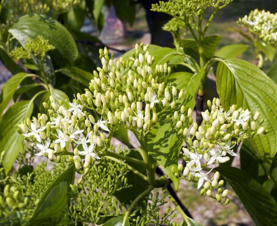 Beginner's Guide to Native Dogwoods - The Plant Native