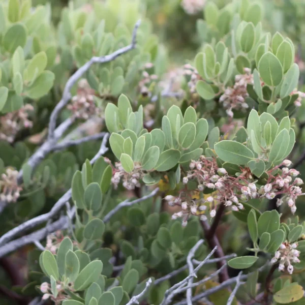 Beginner’s Guide to Native Manzanitas | Drought-Tough Shrubs