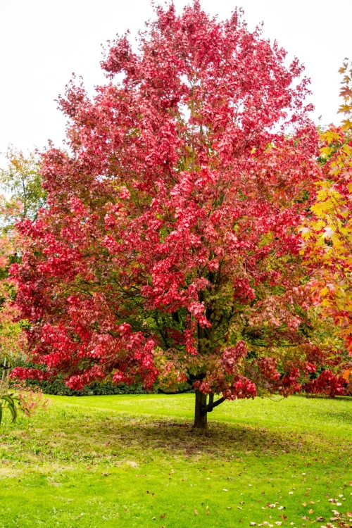 Fast-growing native trees - The Plant Native