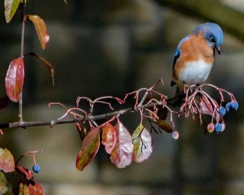 Native Viburnums: Beginner’s Guide to Shrubs & Trees