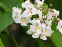 The Plant Native: A Beginner’s Guide to Native Plants