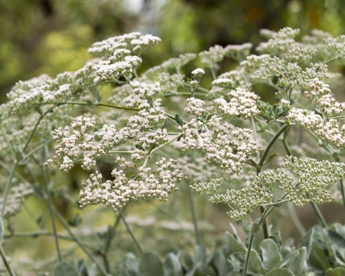 A Beginner’s Guide to Native Buckwheats (Eriogonum)