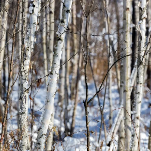 Native Birches - A Beginner's Guide to Native Trees