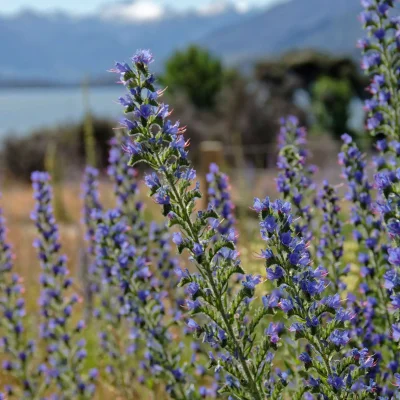 Native Lupines: Beginner's Guide for North American Gardens