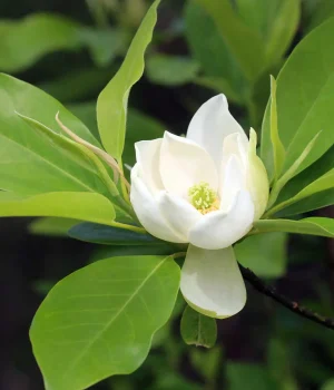 Sweetbay Magnolia: Native Beauty for Gardens | The Plant Native