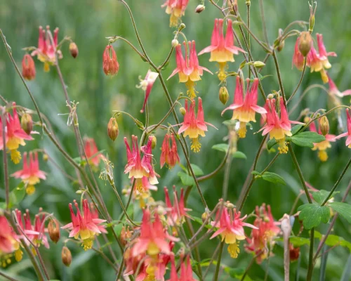 How to Plant a Hummingbird Garden